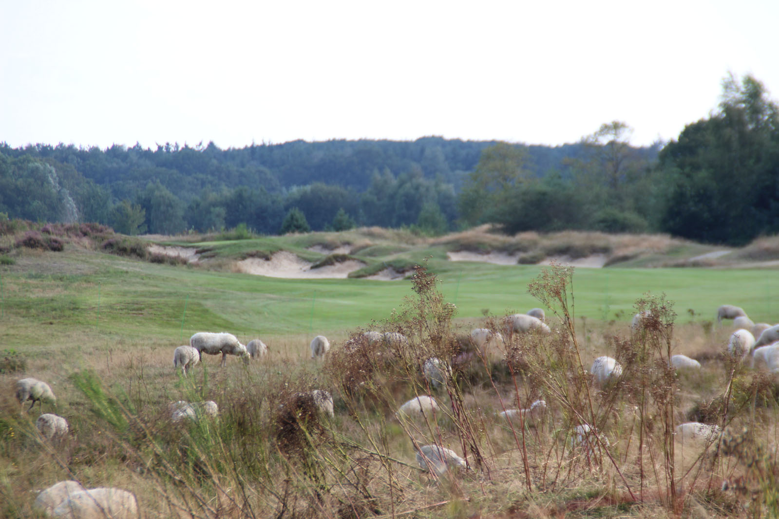 Pro Golf Tour - Golfstars of tomorrow - PGT (EN)